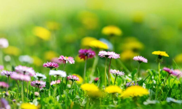 Vegan Red Lentil Soup - Allergy Associates of La Crosse