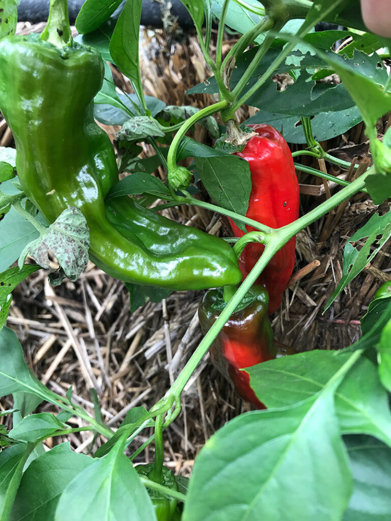 Straw Bale Garden - Allergy Associates of La Crosse