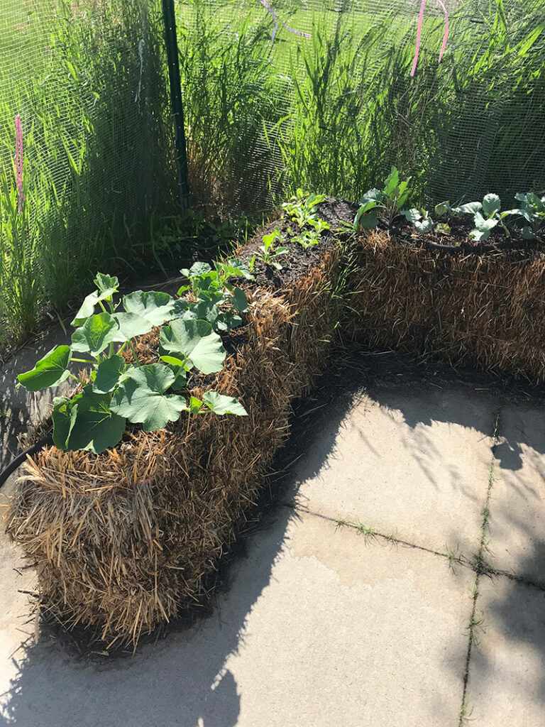 Straw Bale Garden - Allergy Associates of La Crosse