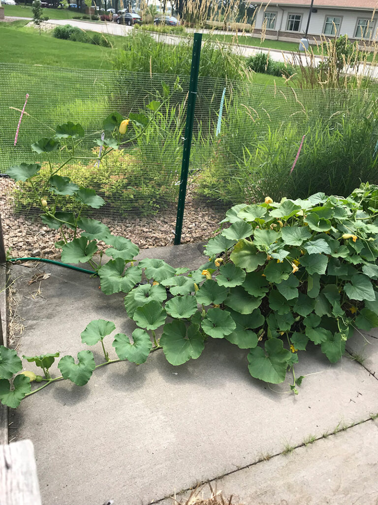 Straw Bale Garden - Allergy Associates of La Crosse